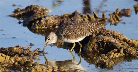 Bird Migration Is Affected By Climate Change Heres How