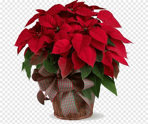 포인세티아 빨간 꽃 Png Pngegg