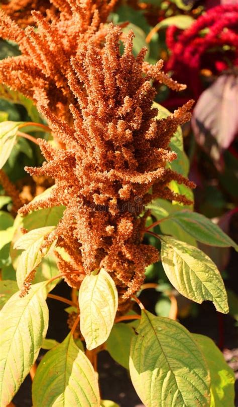 Millets Are A Group Of Highly Variable Small Seeded Grasses Stock
