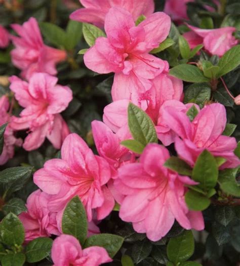 How To Grow Encore Azaleas