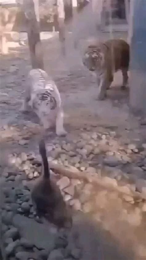 Pin On СМЕШНЫЕ ЗВЕРИ