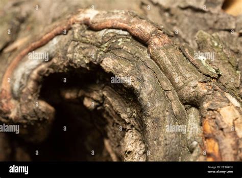 Extreme Closeup Of A Tree Trunk With A Hole And Detailed Rough Bark Stock Photo Alamy