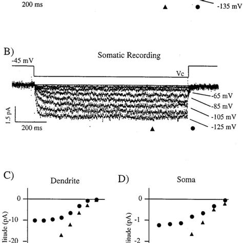 Activation And Deactivation Kinetics Are Highly Temperaturedependent