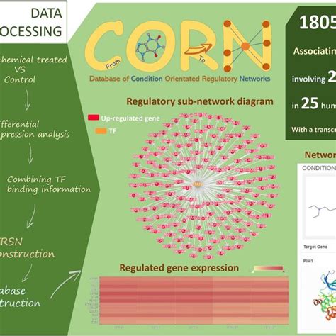 Overview Of Corn Including Data Source Data Processing And Features Download Scientific
