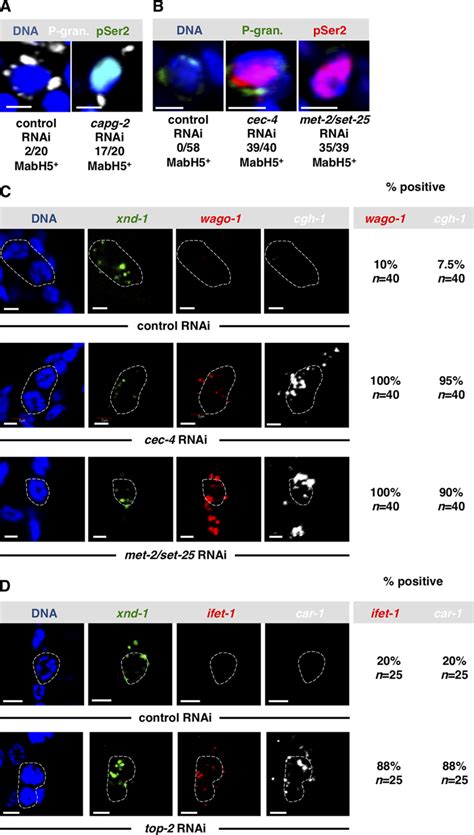 Aberrant Germline Transcription Is Observed When Gcc Components Are