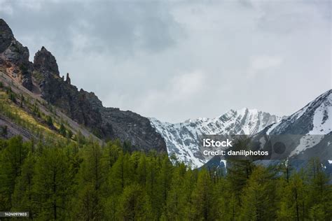 흐린 하늘 아래 햇빛 아래 눈 덮인 산맥에 대한 높은 날카로운 바위 사이에 햇볕이 잘 드는 침엽수 림이있는 경치 좋은 풍경