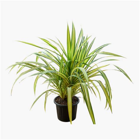 Pandanus Hala Plants Uae Biggest Online Retailer Of Plants