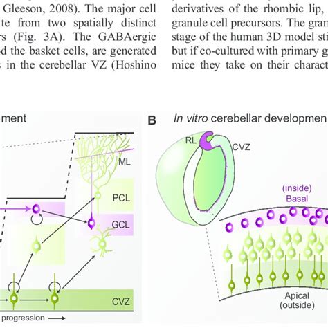 modeling neural induction and regional patterning a neural induction