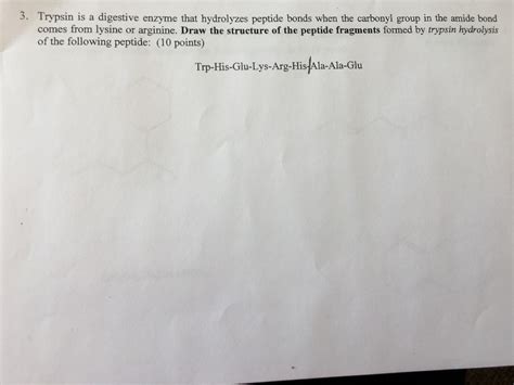 3 Trypsin Is A Digestive Enzyme That Hydrolyzes