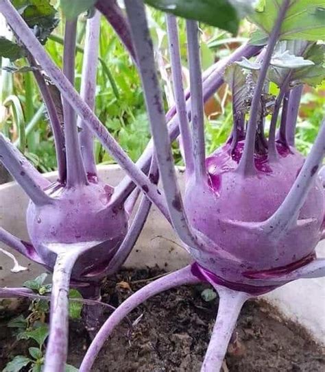 Does Beetroot Help Sexually How Does It Help [explained]