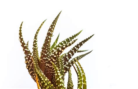 Texture Pattern Free Photo On Pixabay Pixabay