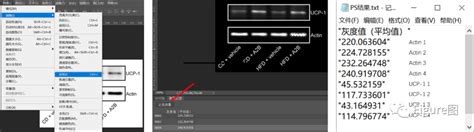 灰度数据转换成rgb565 跟cell子刊学图片的灰度分析 Image J和ps结果差距大吗？ Zhu Cyrus的博客 Csdn博客