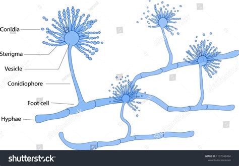 Structure Aspergillus Stock Vector Royalty Free 1107348494