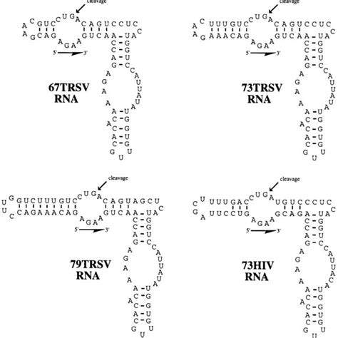 Scheme For Rolling Circle Transcription Of Circular DNAs Encoding Download Scientific Diagram
