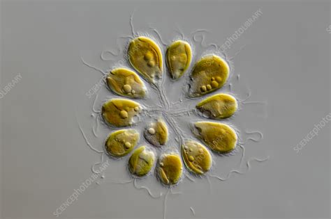 Synura Sp Algae Light Micrograph Stock Image C056 9378 Science Photo Library
