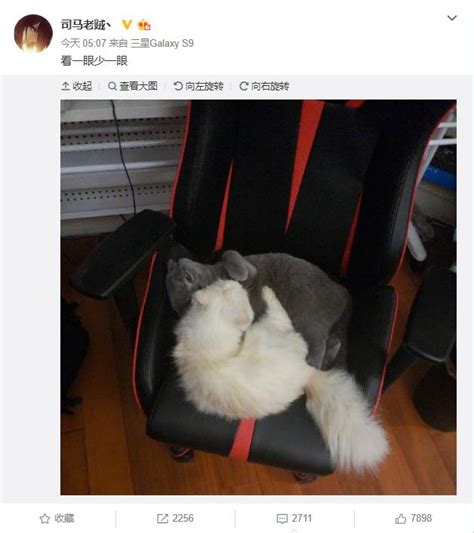 Smlz離開rw已成定局？微博曬貓：看一眼少一眼！ 每日頭條
