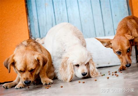 狗狗排便非要盯着你看，是想给你热乎的？还是因为啥？ 知乎