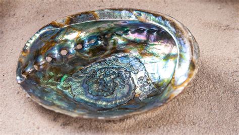 Abalone Shell Daily Lemonaide X Lyric