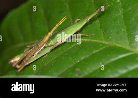Grasshoppers Mating Amazon Jungle Stock Videos And Footage Hd And 4k Video Clips Alamy