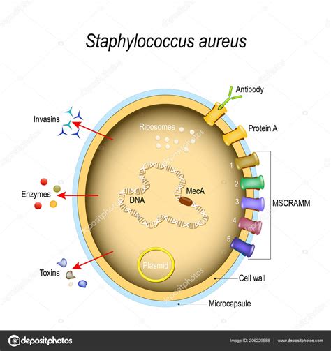 Staphylococcus Bacteria Diagram