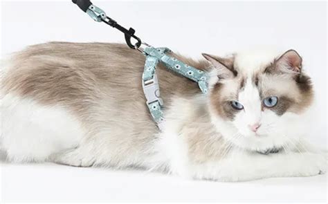 怎么自制猫咪牵引绳 宠物网
