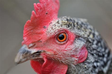 Black Spots On Chicken Comb Causes And Treatments