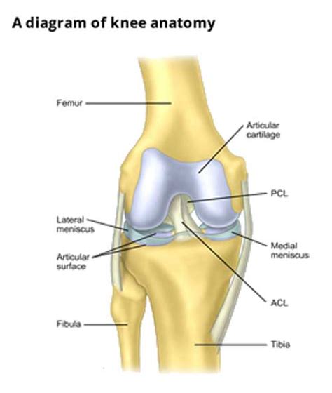 Anterior Cruciate Ligament Acl Surgeons And Consultants Yorkshire