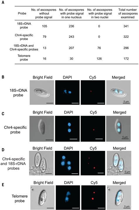 Distribution Of Haploid Chromosomes Into Separate Nuclei In Two Pathogenic Fungi Science