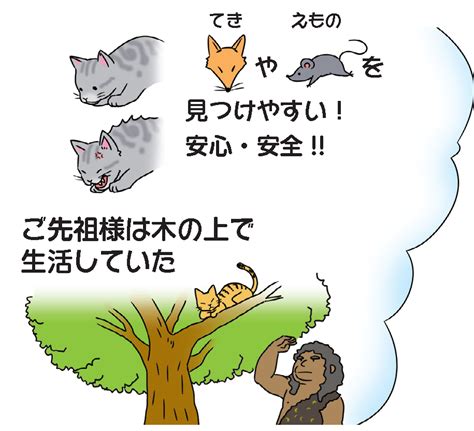 ネコはなぜ高いところが好き？ もっと知りたい！イヌネコのふしぎ│コカネット