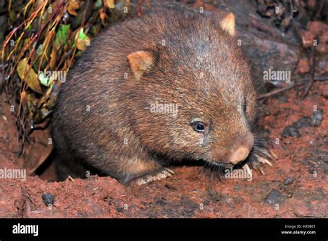 Common Wombat Vombatus Ursinus Emerging From Burrow Maria Island
