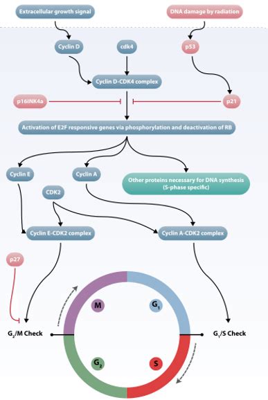 Interpreting A Diagram Of Cyclin CDK Interactions Practice Biology