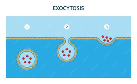 Premium Vector Exocytosis Is The Process By Which Substances Are