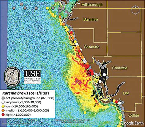 Cocoa Beach Florida Red Tide 2023 At Natasha Groom Blog
