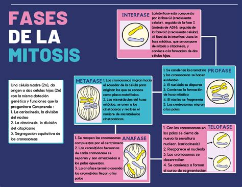 Pasos De La Mitosis De Los Cromosomas