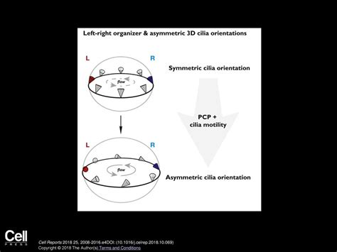 Chiral Cilia Orientation In The Left Right Organizer Ppt Download