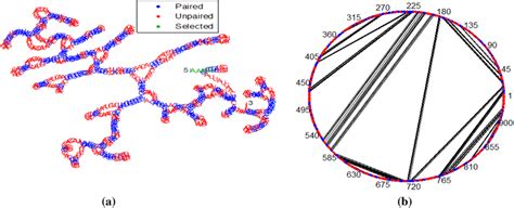 Secondary Structure Of Nucleotide Notation Of 12s Rrna Of Length 945
