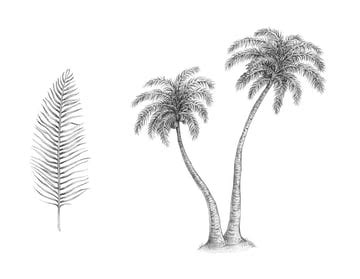 How To Draw A Palm Tree Envato Tuts