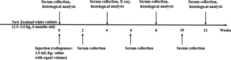 The Overview Chart Of The Design In This Experimental Knee Download Scientific Diagram