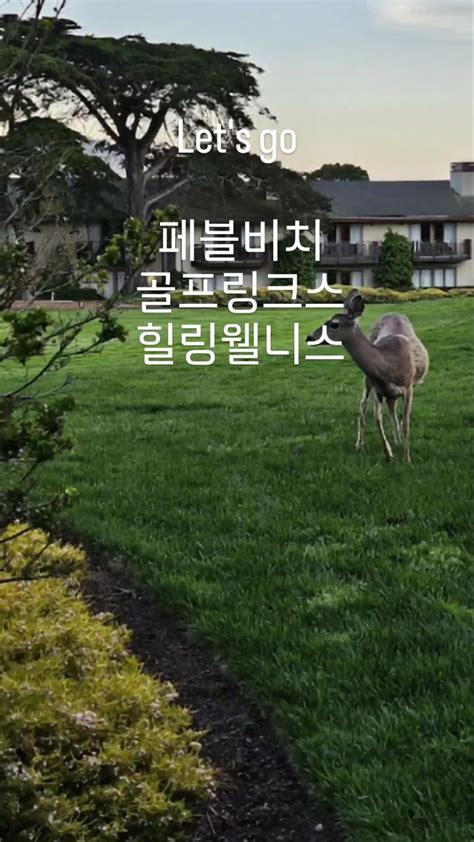 時代刺客 세계 최고의 골프장을 소개합니다 페블비치링크스코스 8박9일골프투어 꿈의 골프 여행 세계 최고의 링크스 코스에서 완벽한 샷을 즐기세요 태평양의 절경을