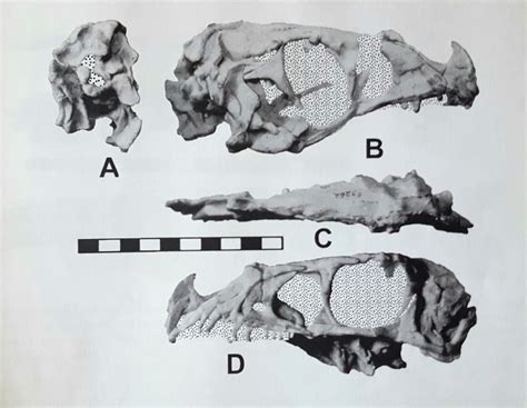 Identification Of Theropod Teeth Of The Morrison Fm Questions