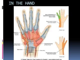 Anatomy Of Median Nerve Ulnar Nerve Pptx