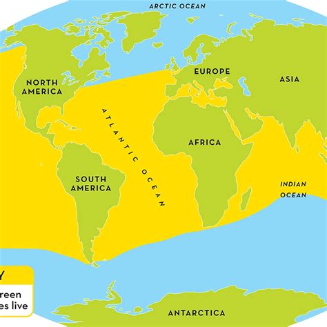 Green Sea Turtle Taxonomy