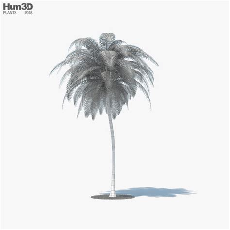 코코넛 야자 3d 모델 식물 On Hum3d