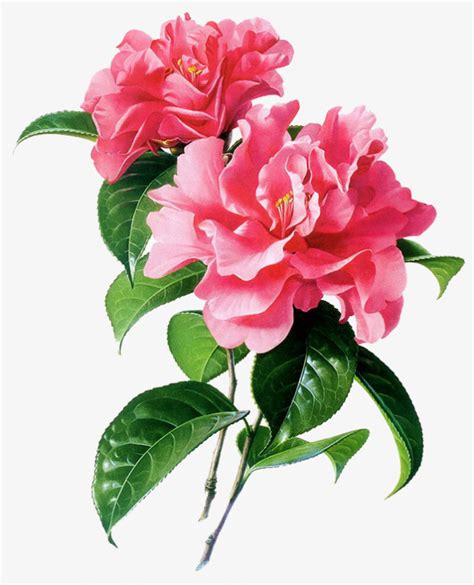 山茶花气味 山茶花样子 山茶花的花语 第5页 大山谷图库