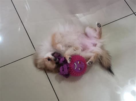 Pixie Vs Evil R Pomeranians