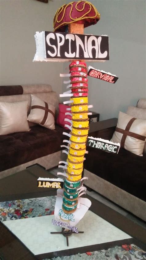 Spinal Cord Science Exhibition Ideas Biology Projects Nervous System Projects