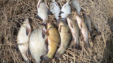 В этой луже стаи линей и лещей Апрельская рыбалка на реке с поплавочкой Youtube