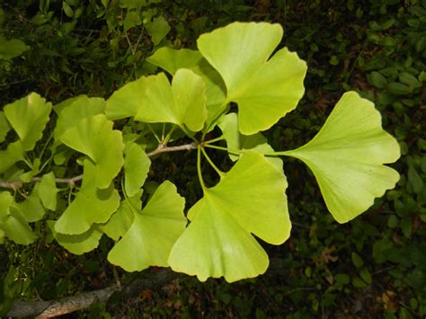 Ginkgo Biloba Ginkgo Maidenhair Tree North Carolina Extension