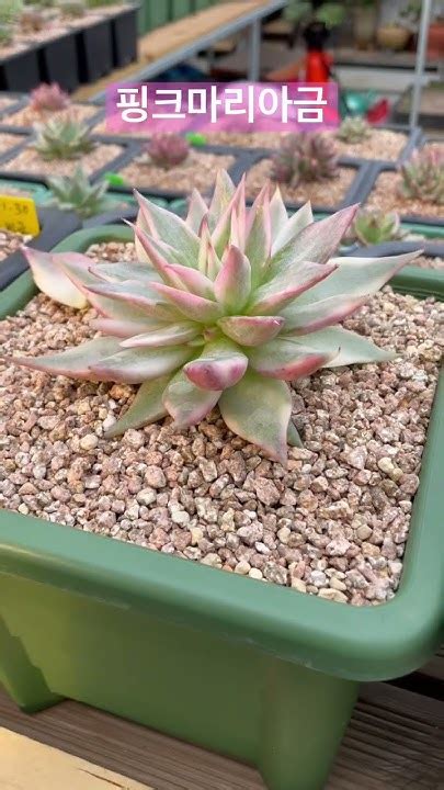 킵장이모가 키우시는 핑크마리아금👍 다육 다육식물 다육이키우기 다육이 다육초보 多肉植物 다육화분 Succulents