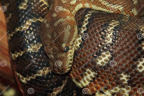 Bredl Python Stock Image Image Of Carpet Detail Animal 109061157